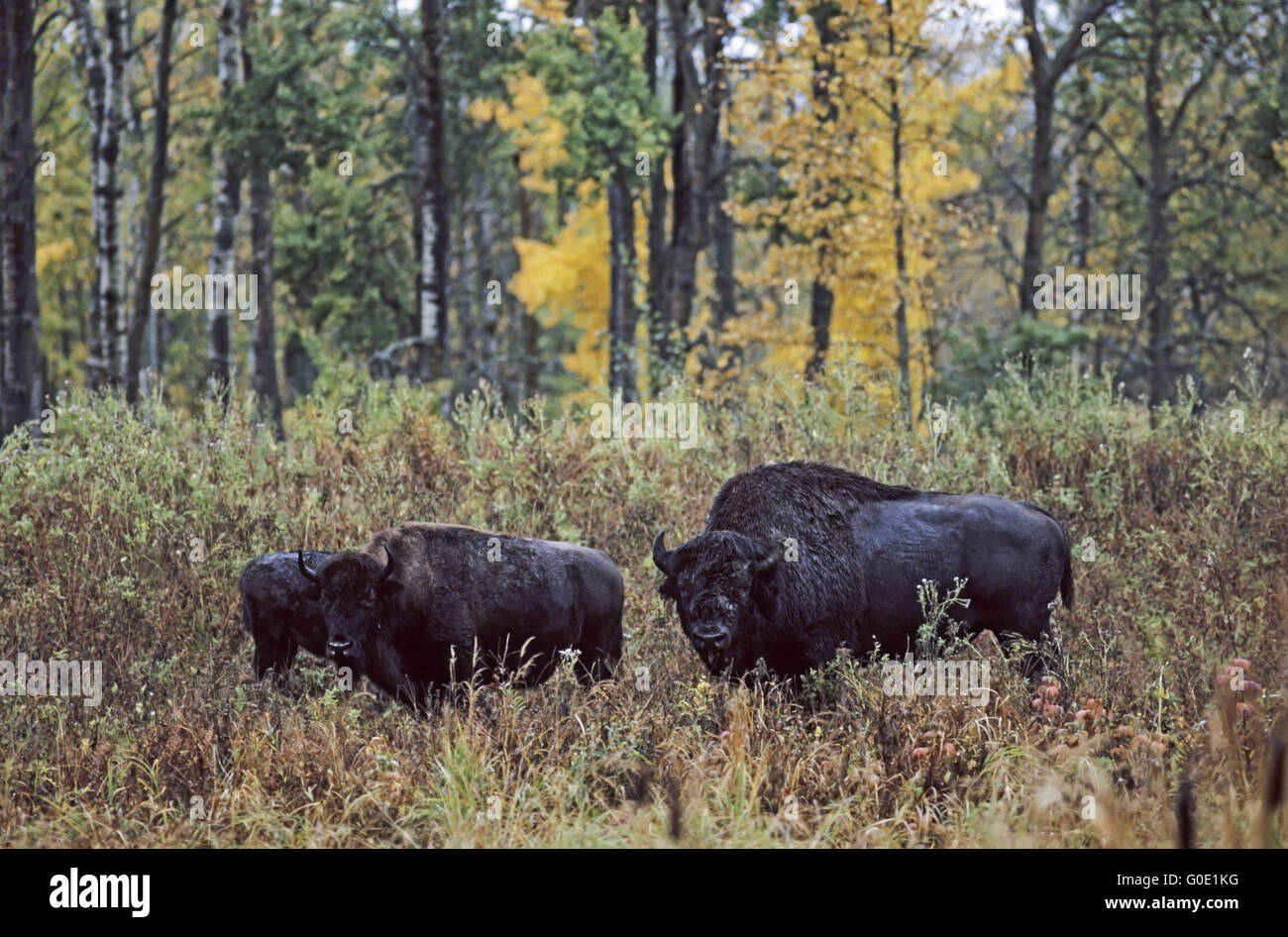 American Bison bull, cow and calf Stock Photo - Alamy