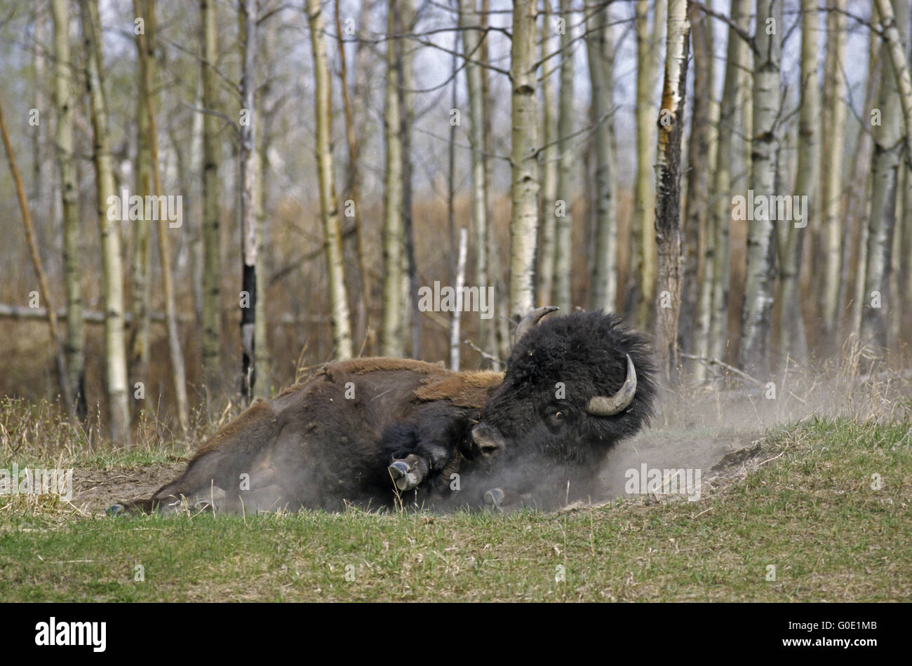 American Bison bull takes a sand bath Stock Photo - Alamy