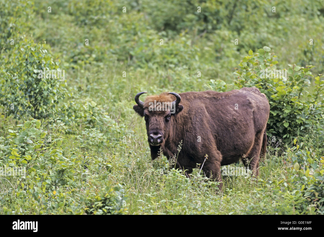 European Bison cow stands in a forest glade Stock Photo - Alamy