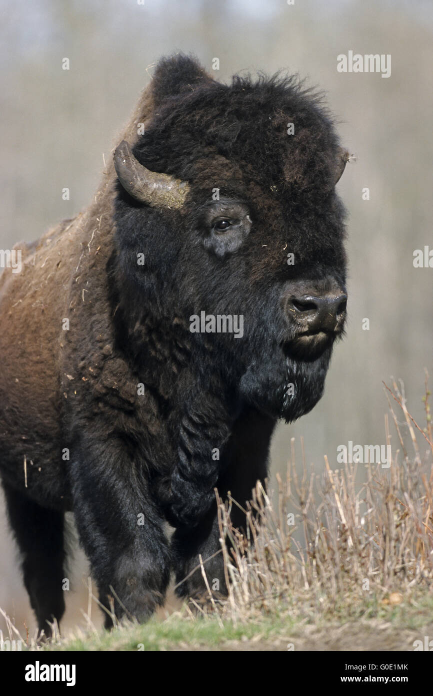 American Bison bull stands in the prairie Stock Photo - Alamy