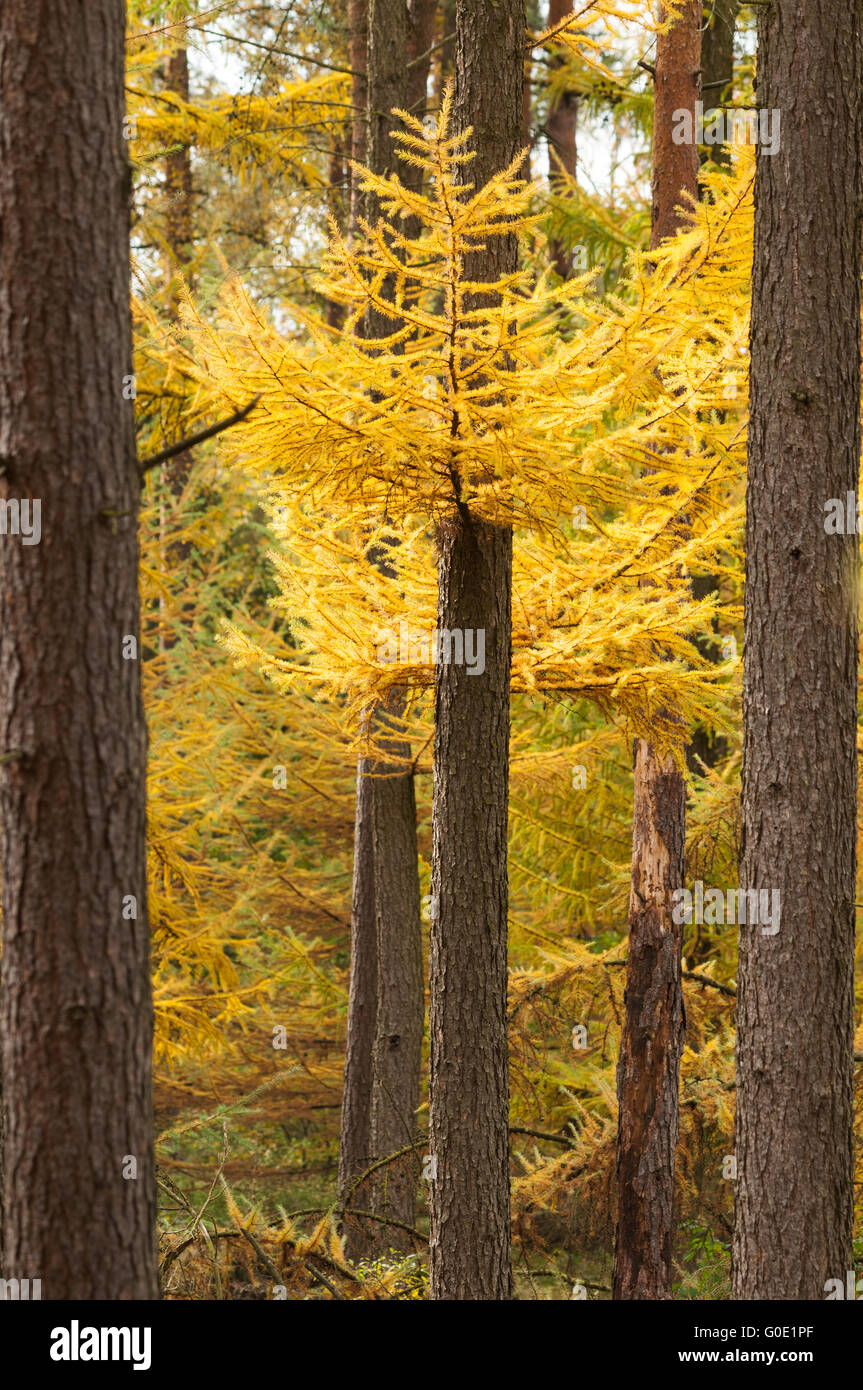 Bunte tanne hi-res stock photography and images - Alamy