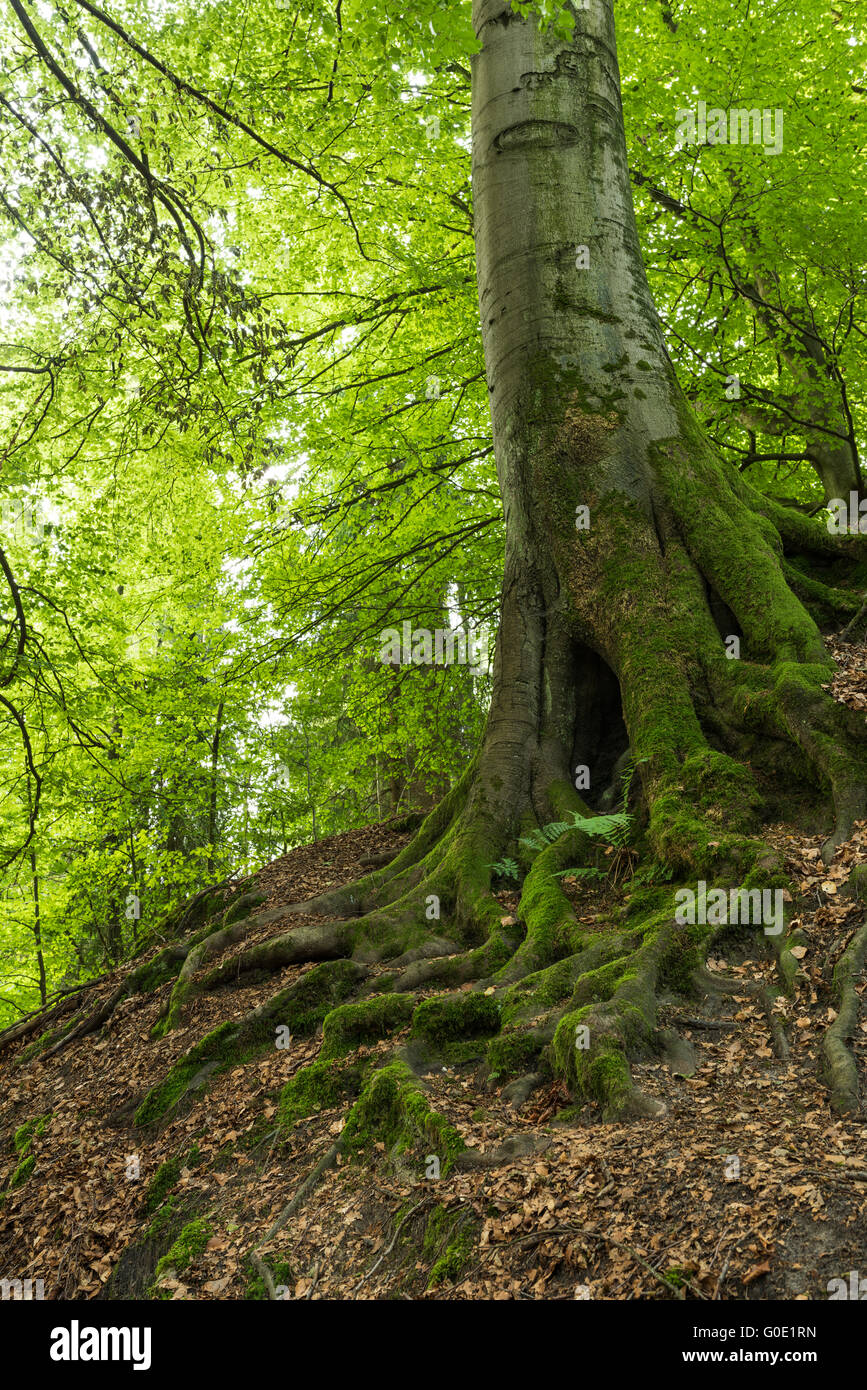 Furlbachtal hi-res stock photography and images - Alamy