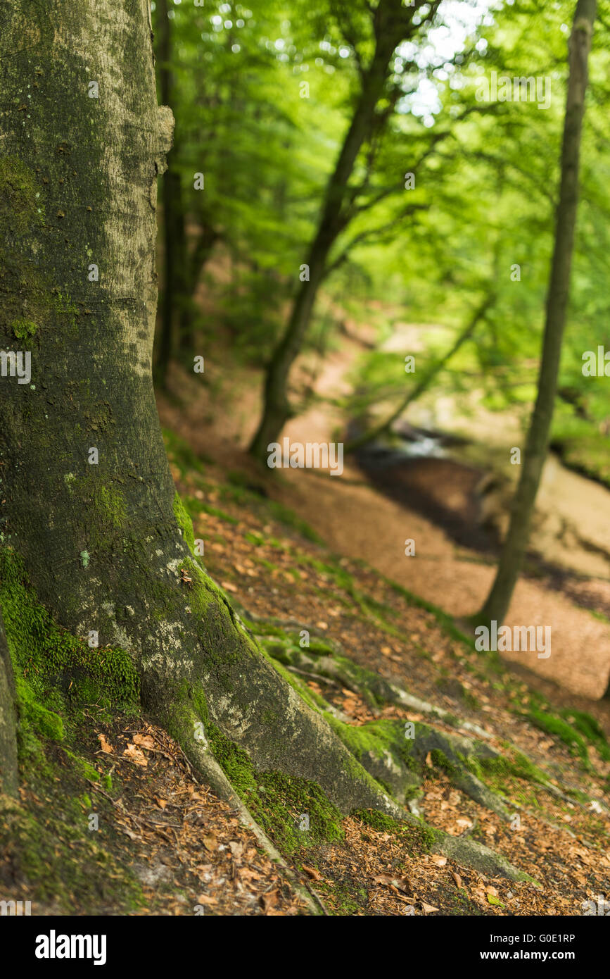 German root hi-res stock photography and images - Alamy
