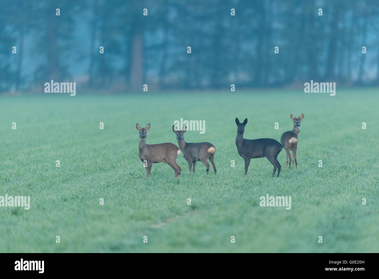 Common deer hi-res stock photography and images - Alamy