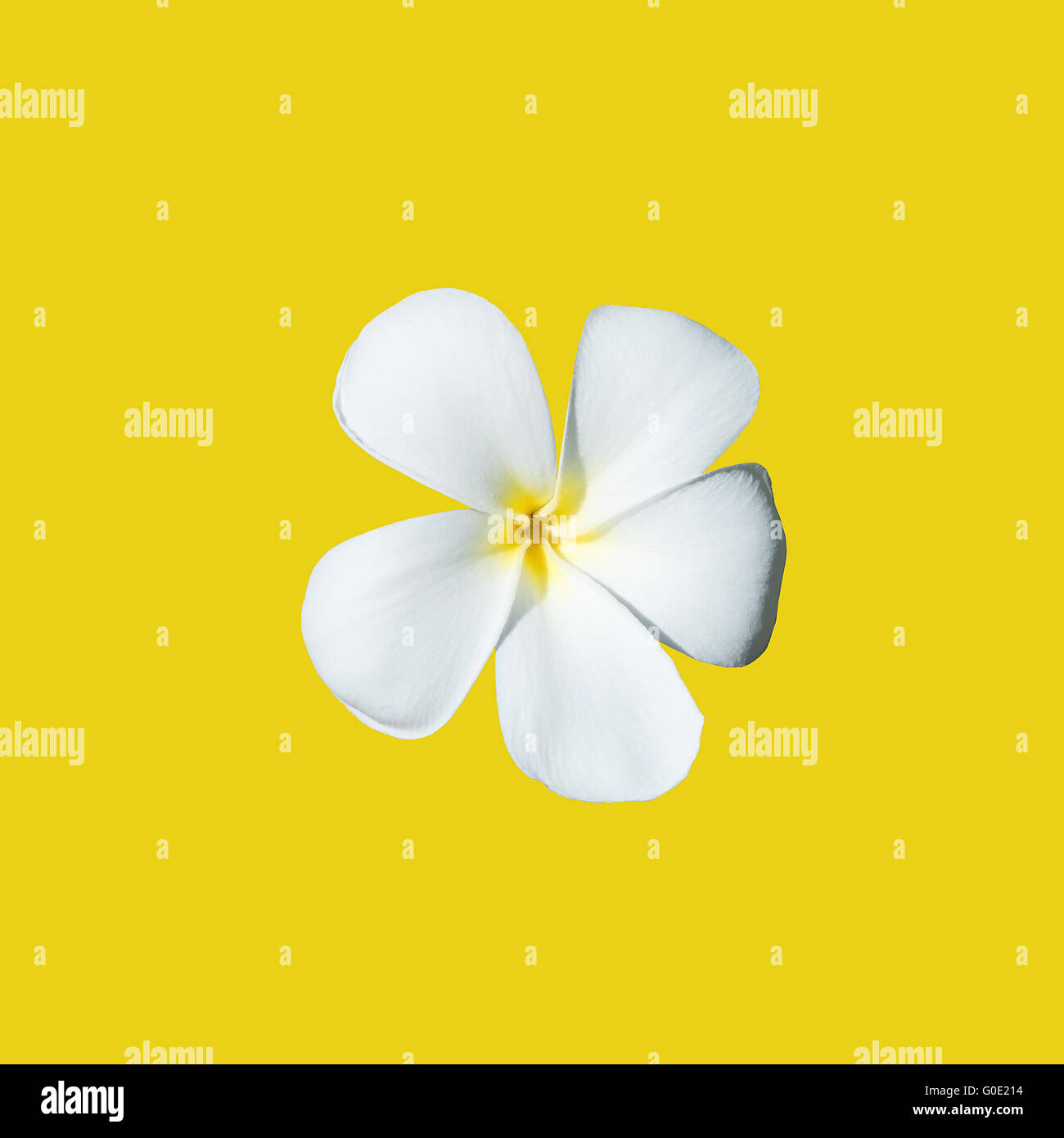 Temple tree flower hi-res stock photography and images - Alamy