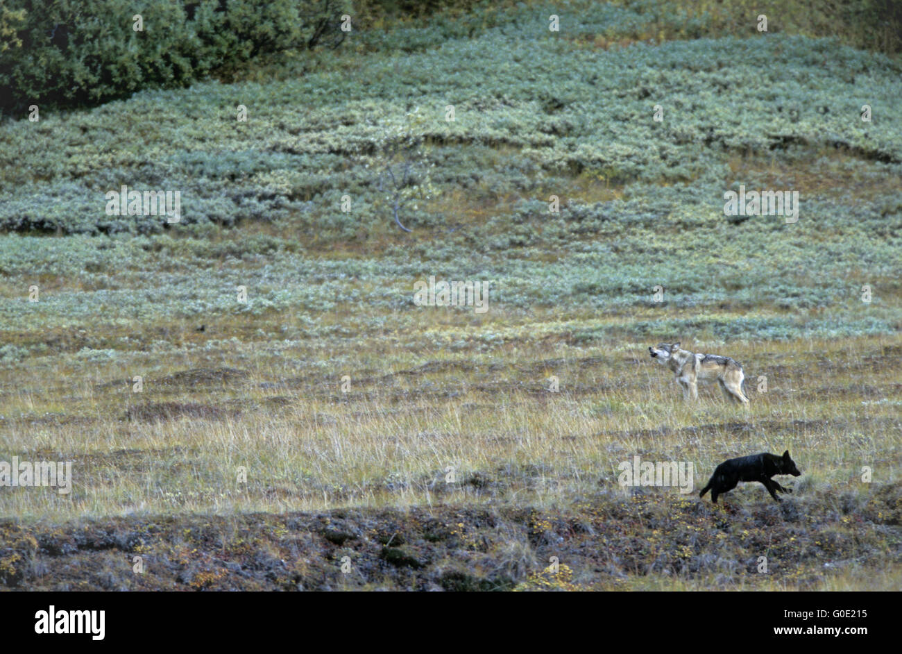 Black Wolf cub and an adult Wolf howl Stock Photo - Alamy