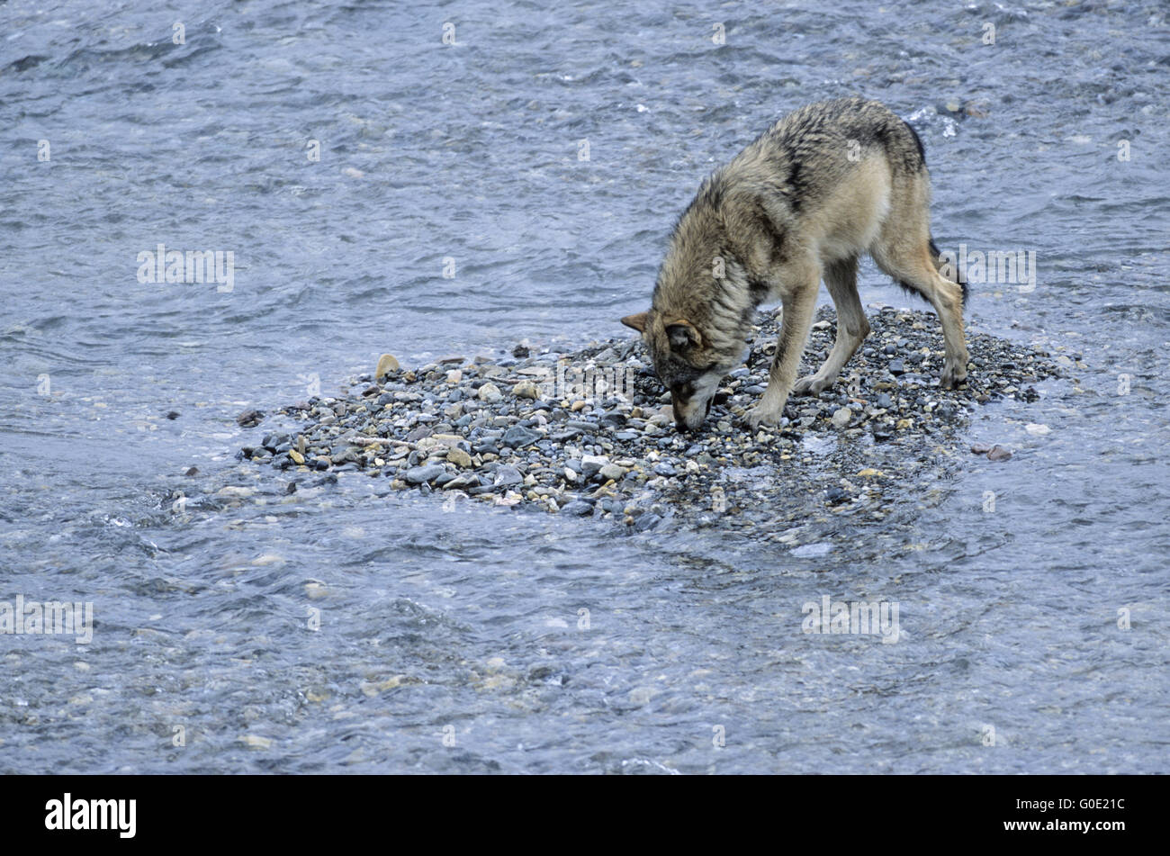 Gray Wolf observes Grizzly at a Caribou kil Stock Photo - Alamy