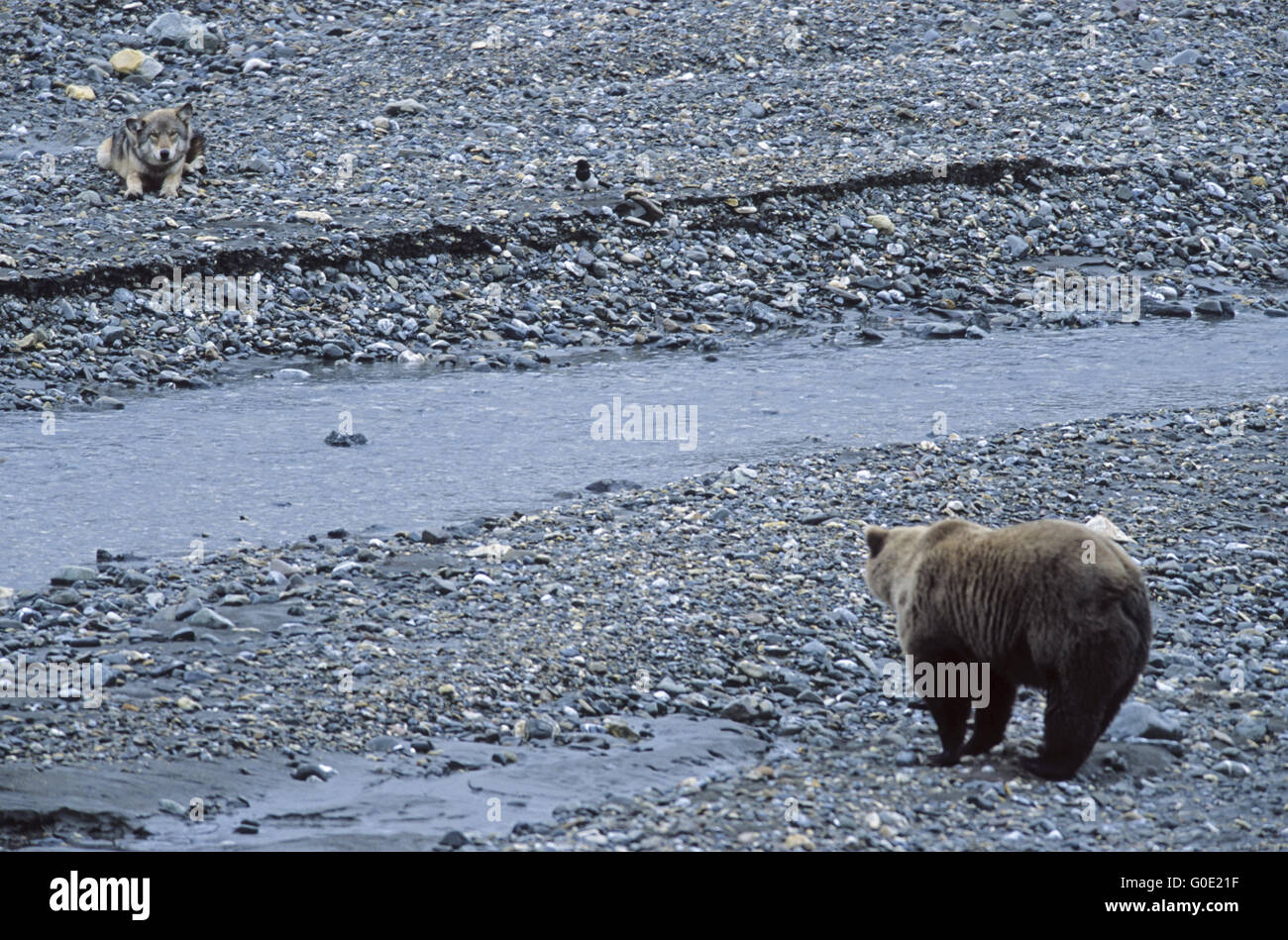 Wolf and Grizzly near a Caribou kill in Alaska Stock Photo - Alamy