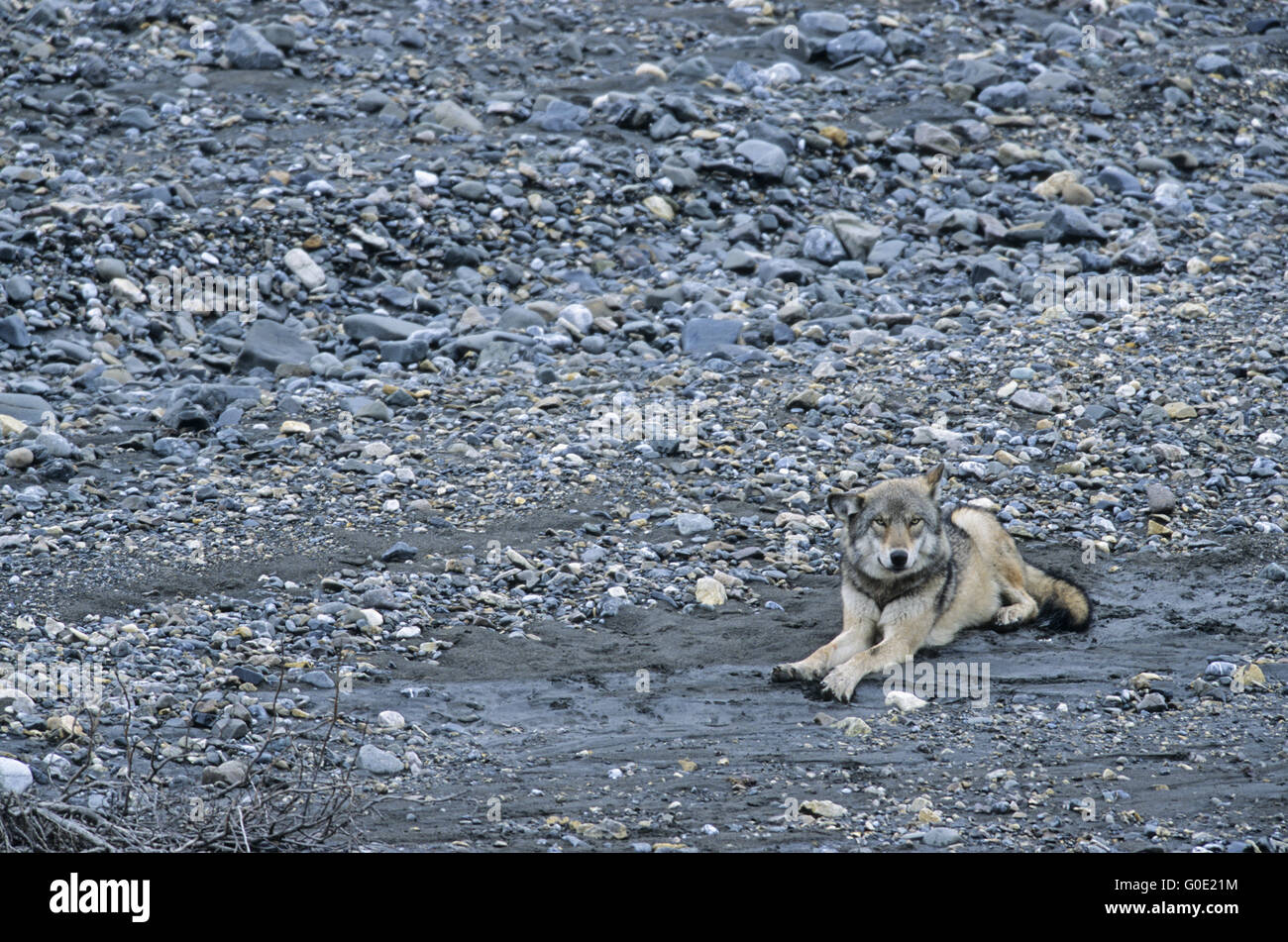 Gray Wolf observes Grizzly at a Caribou kil Stock Photo - Alamy