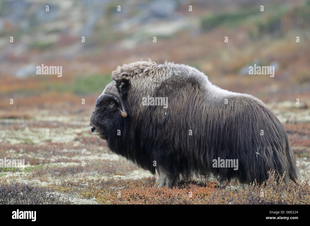 Bull Muskox stands in the autumnally tundra Stock Photo - Alamy