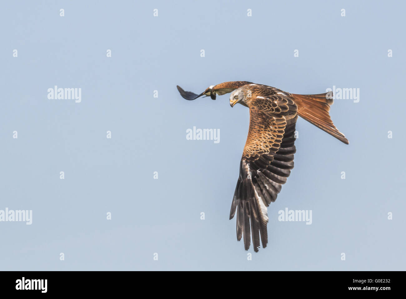 Red kite tree hi-res stock photography and images - Alamy