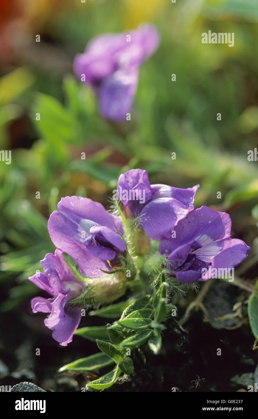 Blackish Oxytrope there are about 300 species Stock Photo - Alamy