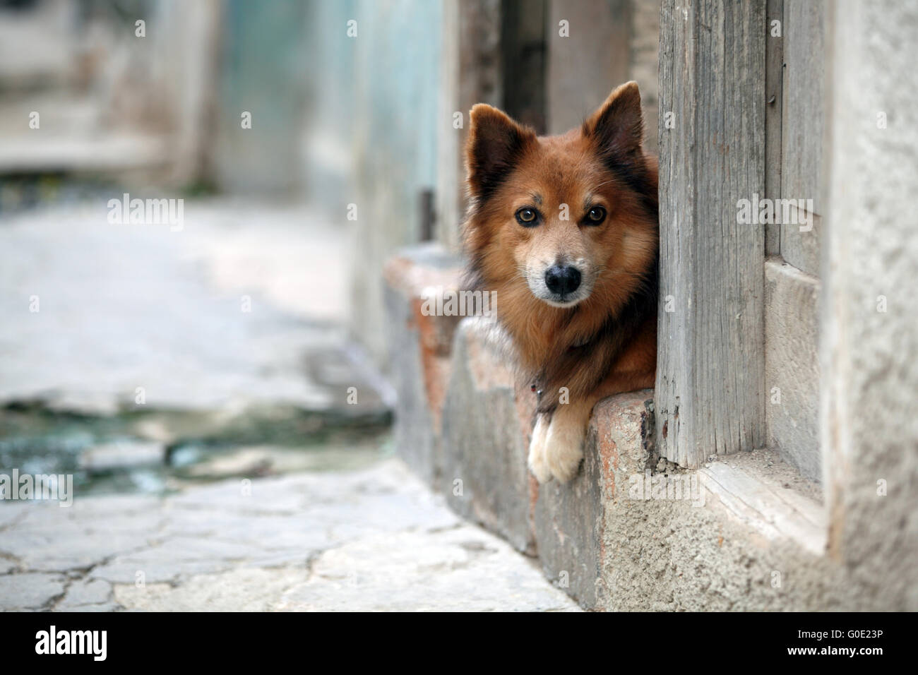 A dog in Havana, Cuba Stock Photo - Alamy
