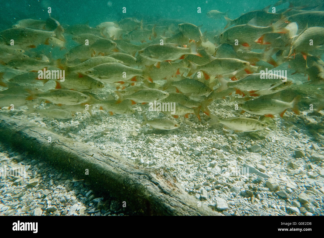 Fishes in a mountain lake Stock Photo - Alamy
