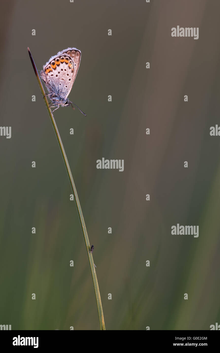 Lycaenidae in a German marsh Stock Photo - Alamy