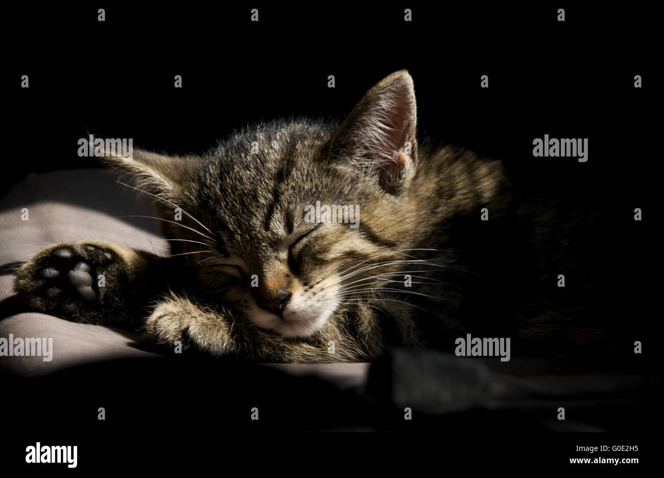 Kitten sun hi-res stock photography and images - Alamy