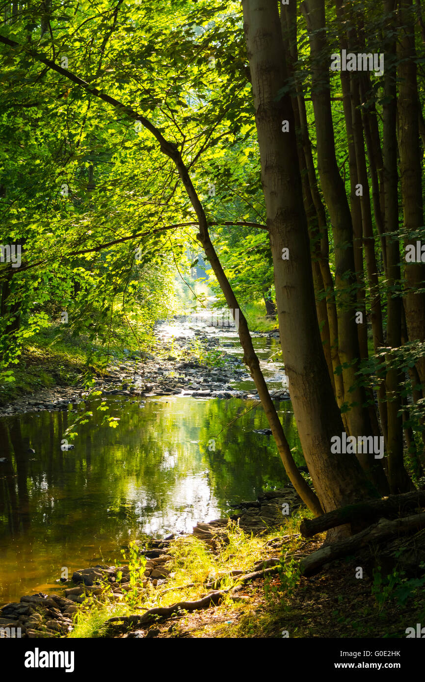 forest stream in sunlight Stock Photo - Alamy