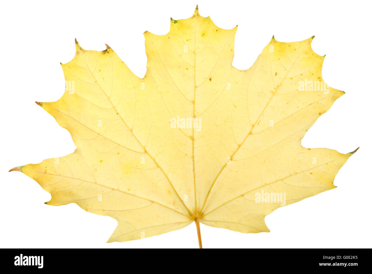 yellow maple leaf Stock Photo - Alamy