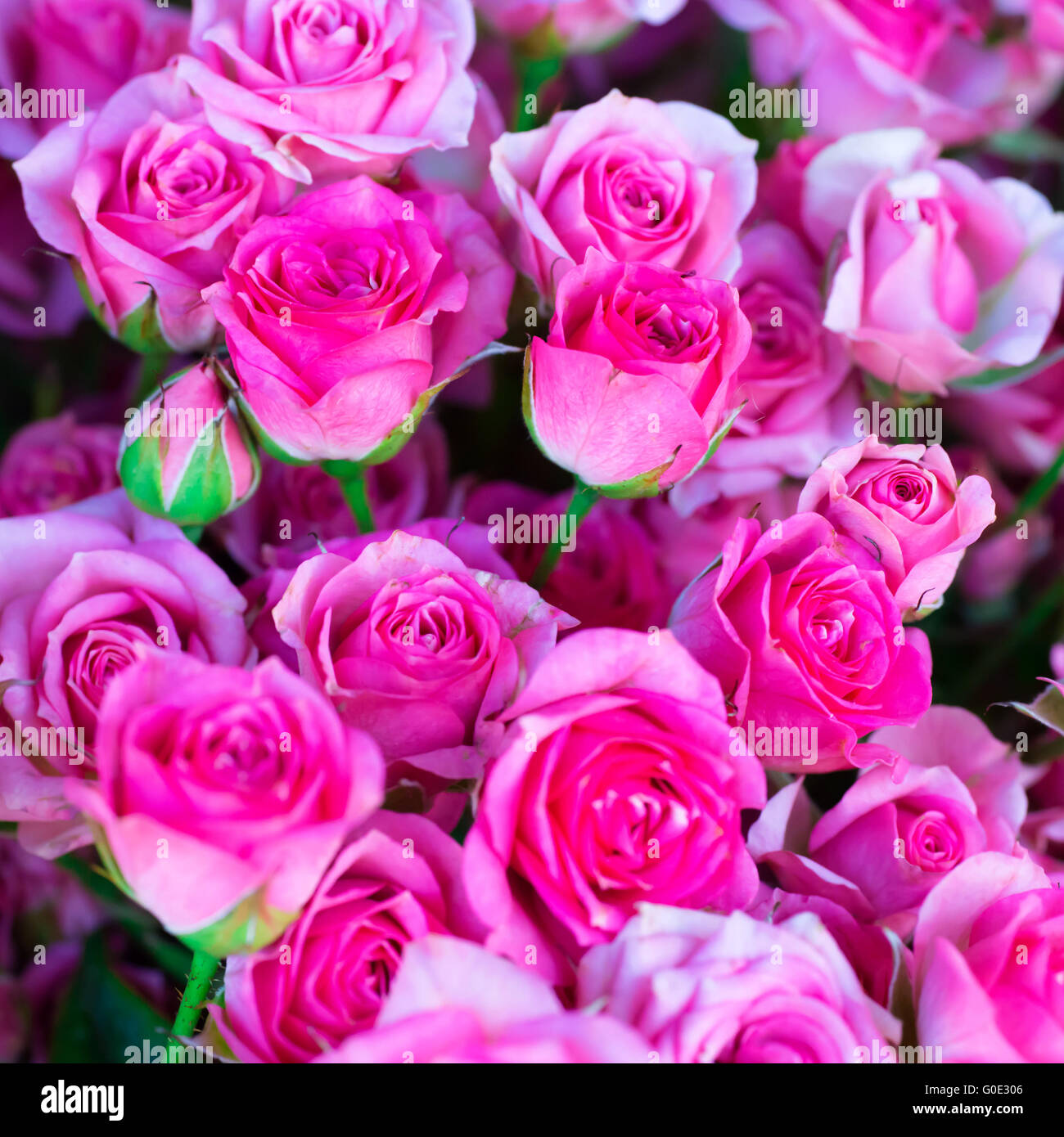Fresh pink roses with green leaves Stock Photo - Alamy