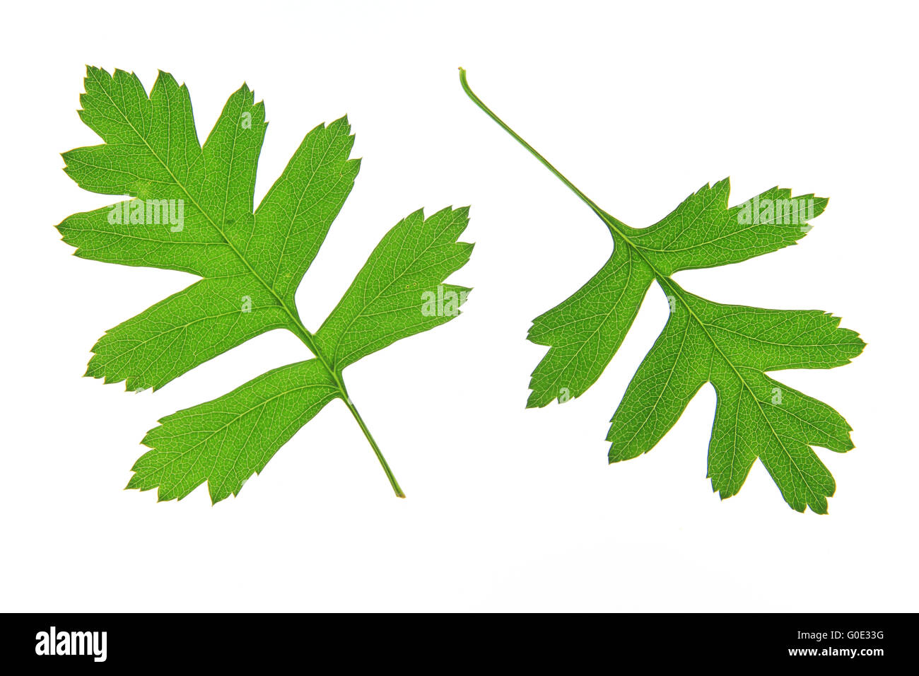 Hawthorn leaf hi-res stock photography and images - Alamy