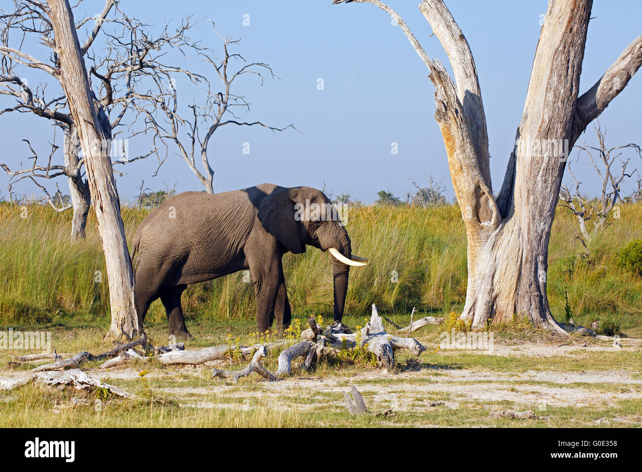 Male elephant on dead tree Iceland in the Moremi G Stock Photo - Alamy