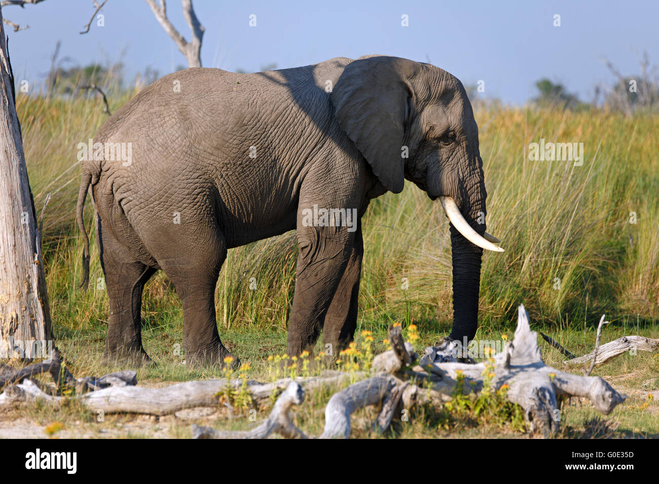 Male elephant on dead tree Iceland in the Moremi G Stock Photo - Alamy