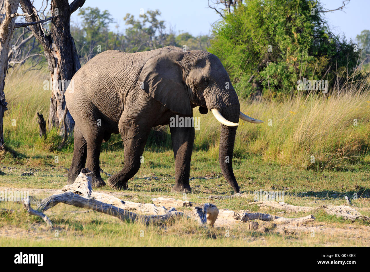 Male elephant on dead tree Iceland in the Moremi G Stock Photo - Alamy