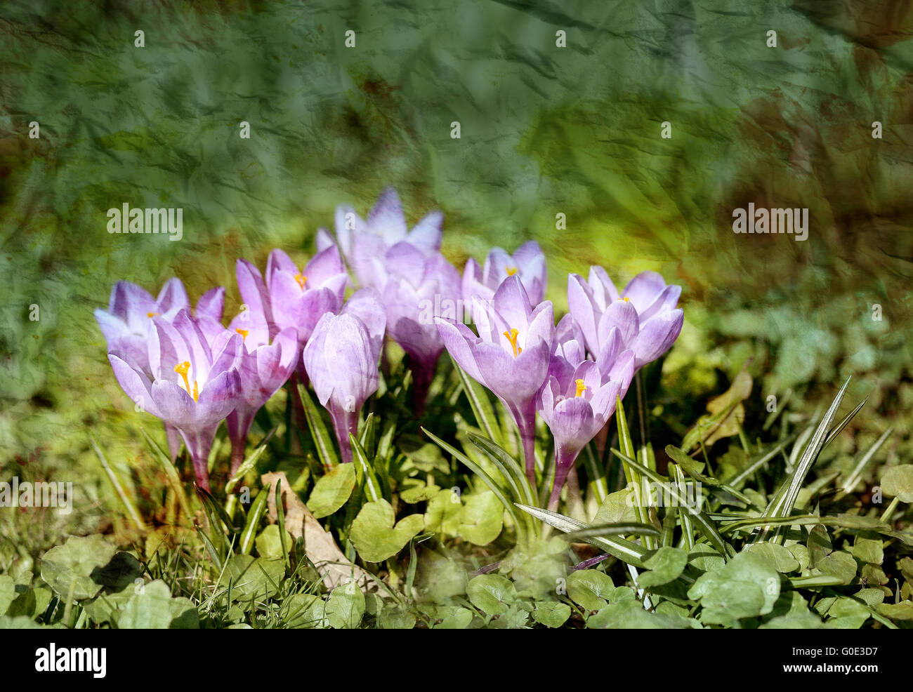 Beautiful photo of purple crocuses on a bright spring grass Stock Photo ...