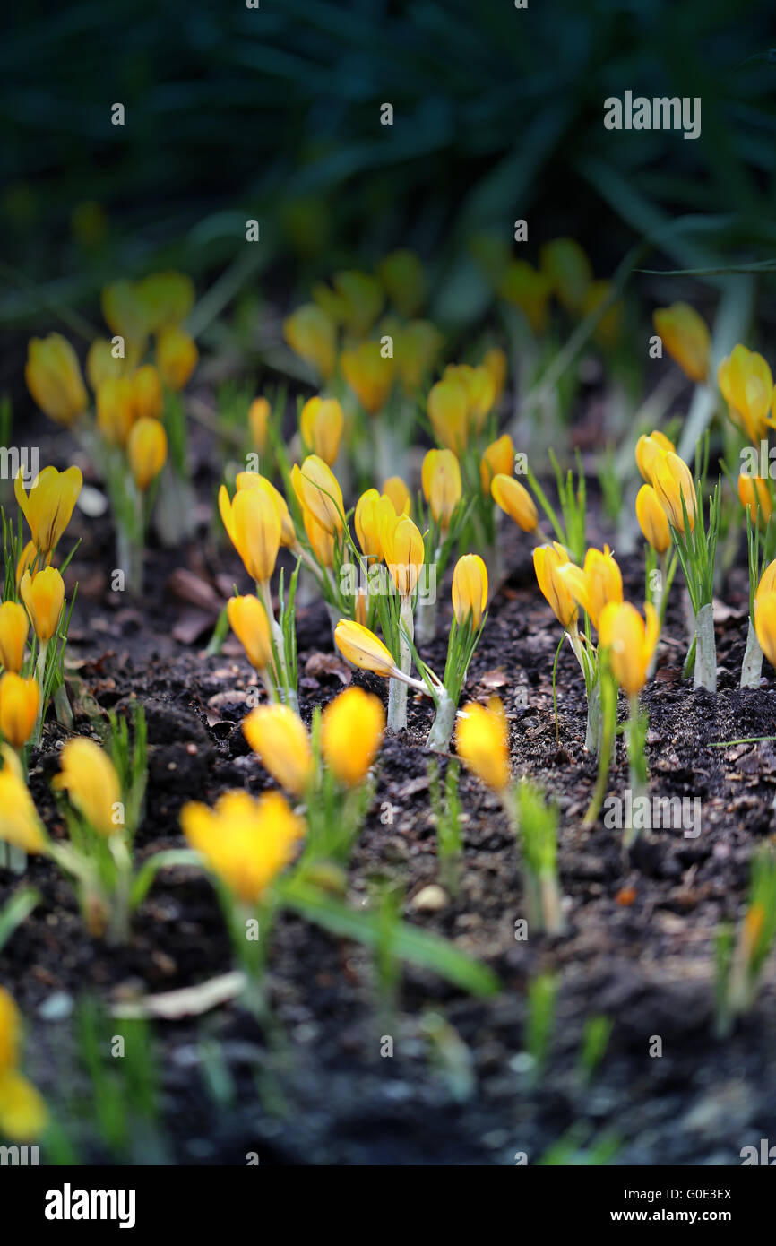 Lovely photo yellow crocuses in spring park Stock Photo - Alamy
