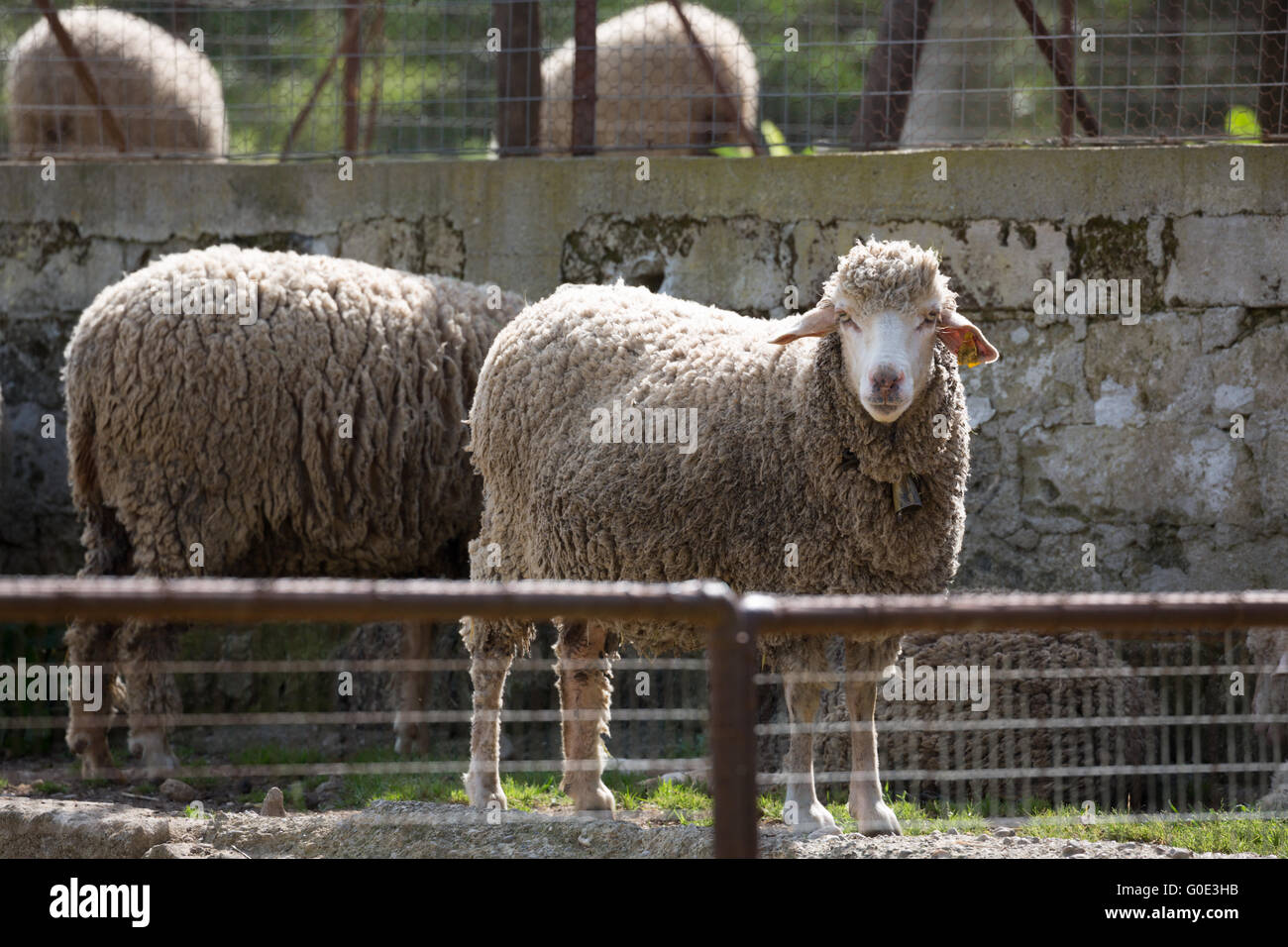 Merino sheep side view hi-res stock photography and images - Alamy