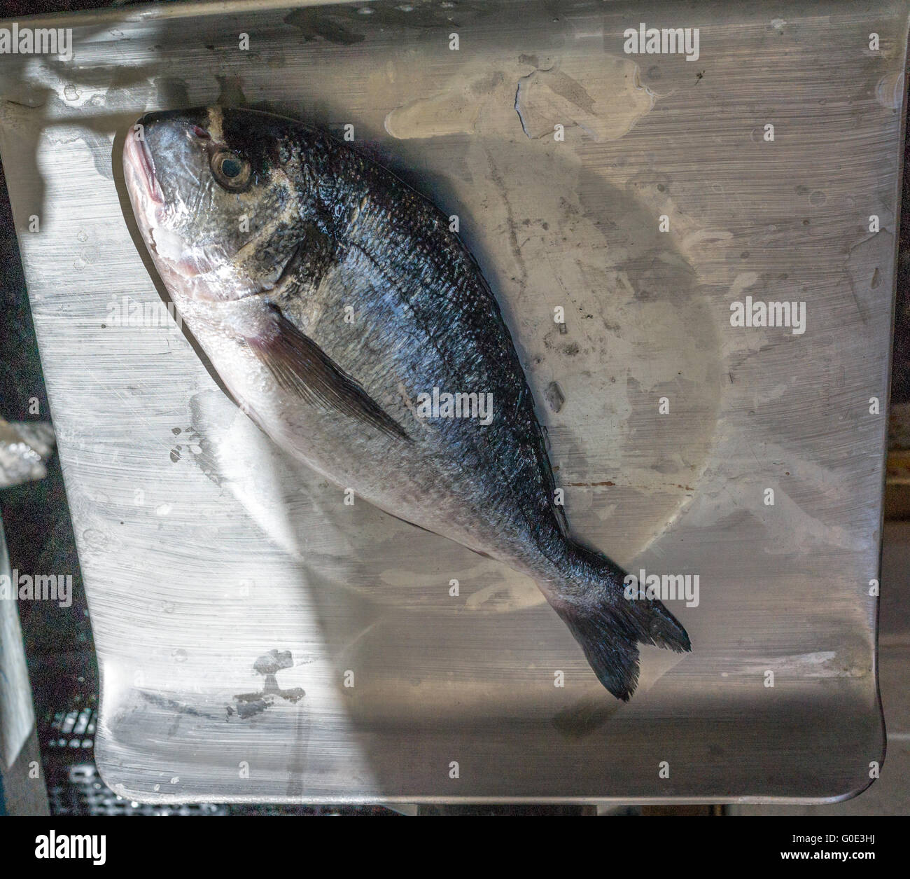 bream on the scales Stock Photo - Alamy