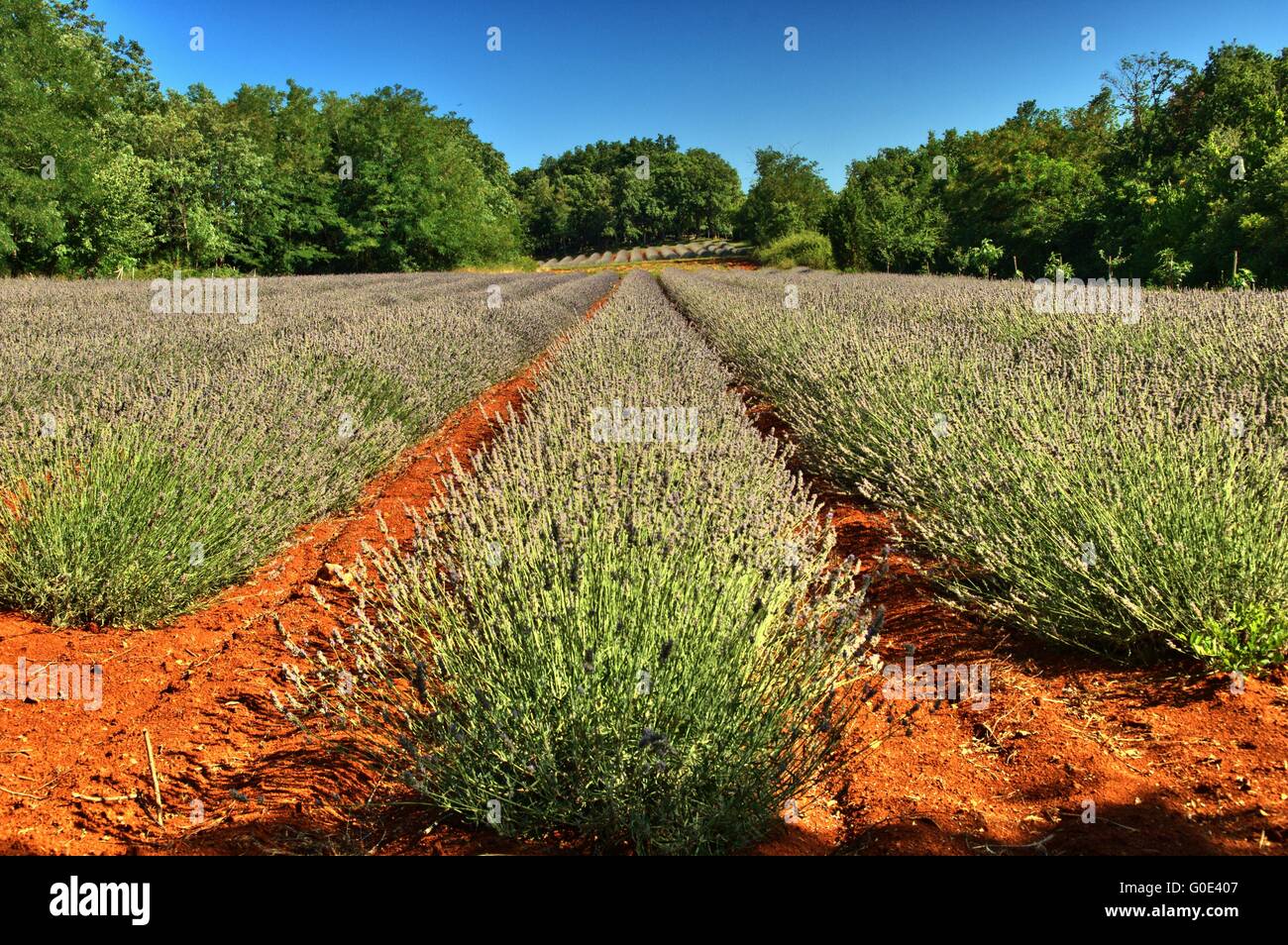 Lavendelfarm hi-res stock photography and images - Alamy
