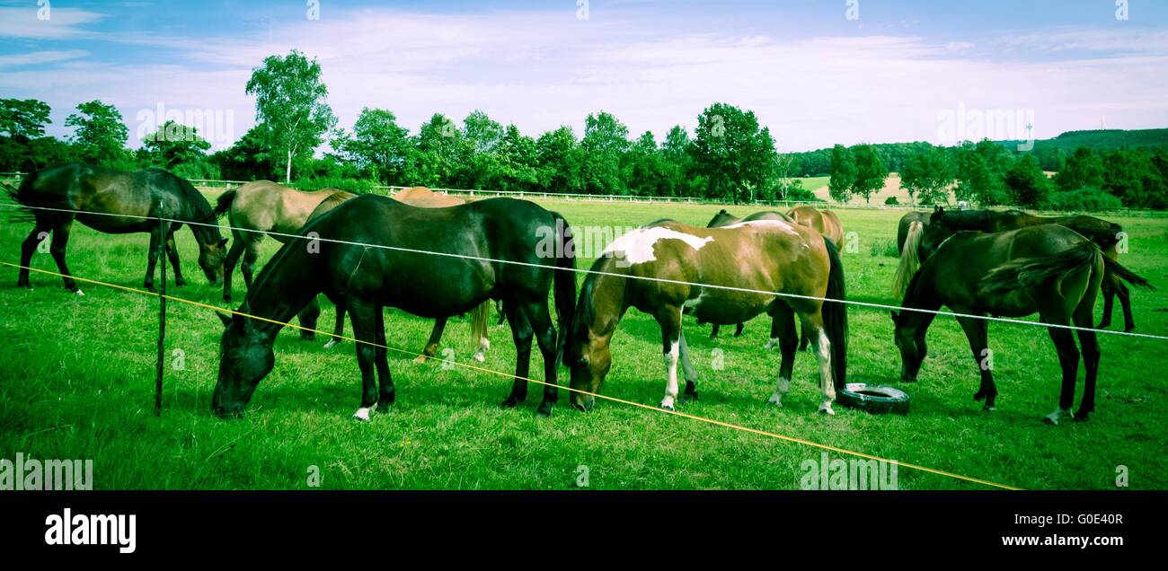 ponies in the pasture Stock Photo - Alamy