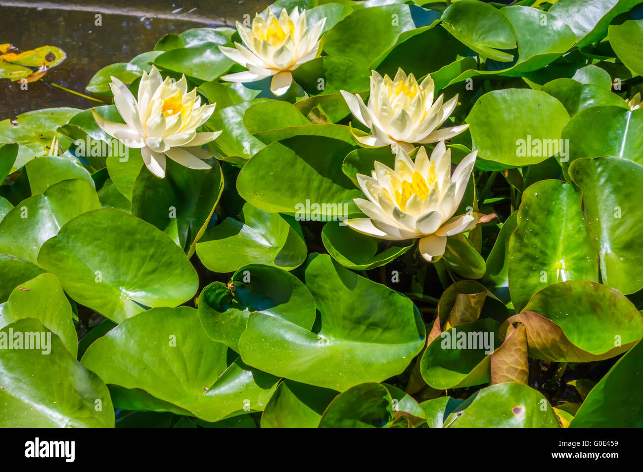 Water lily in pool of water Stock Photo - Alamy
