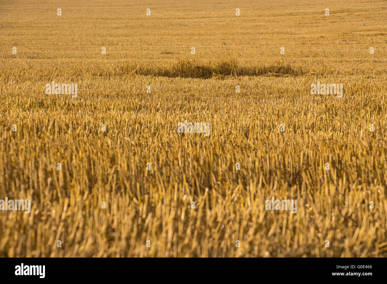 Getreidestoppel hi-res stock photography and images - Alamy