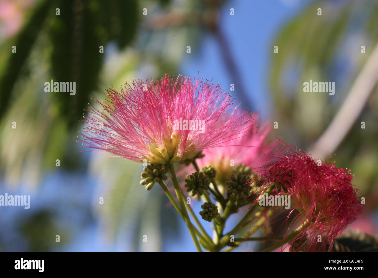 Sleeping tree hi-res stock photography and images - Alamy