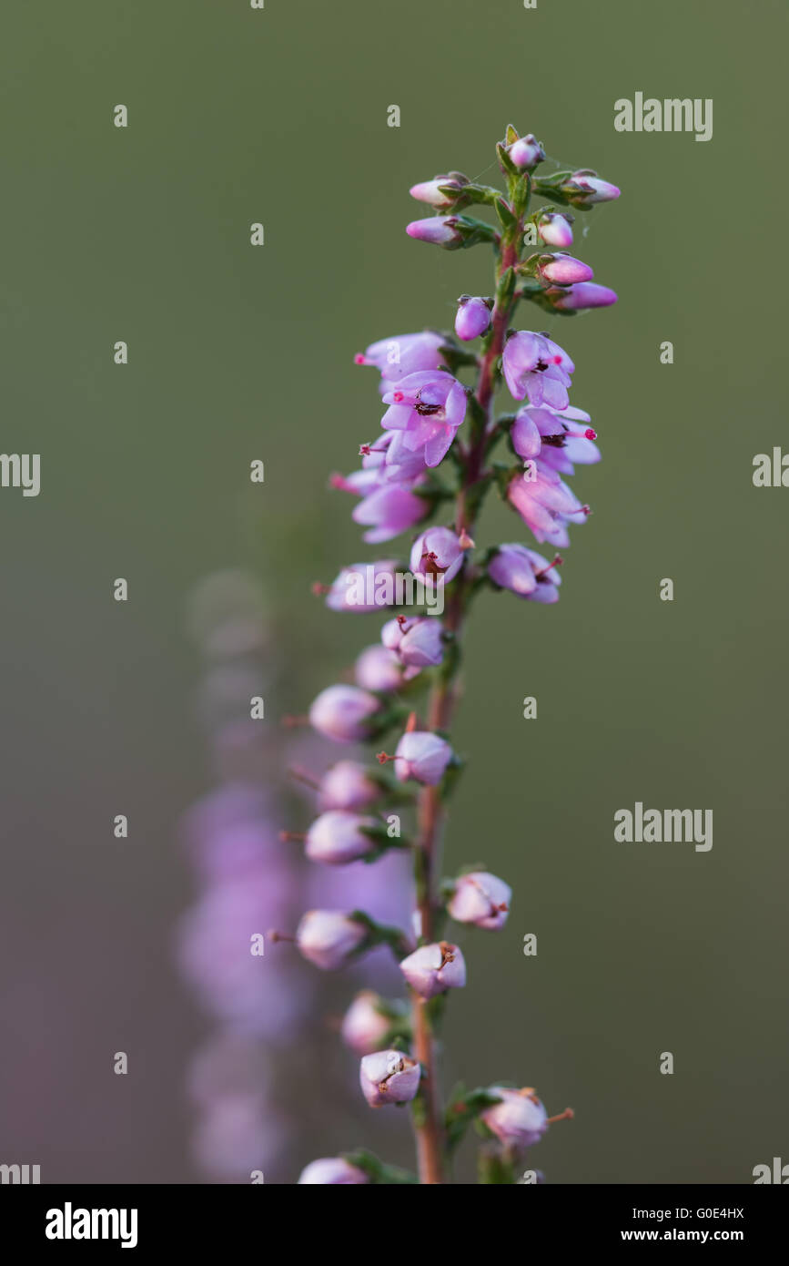 Erica in a German marsh Stock Photo - Alamy
