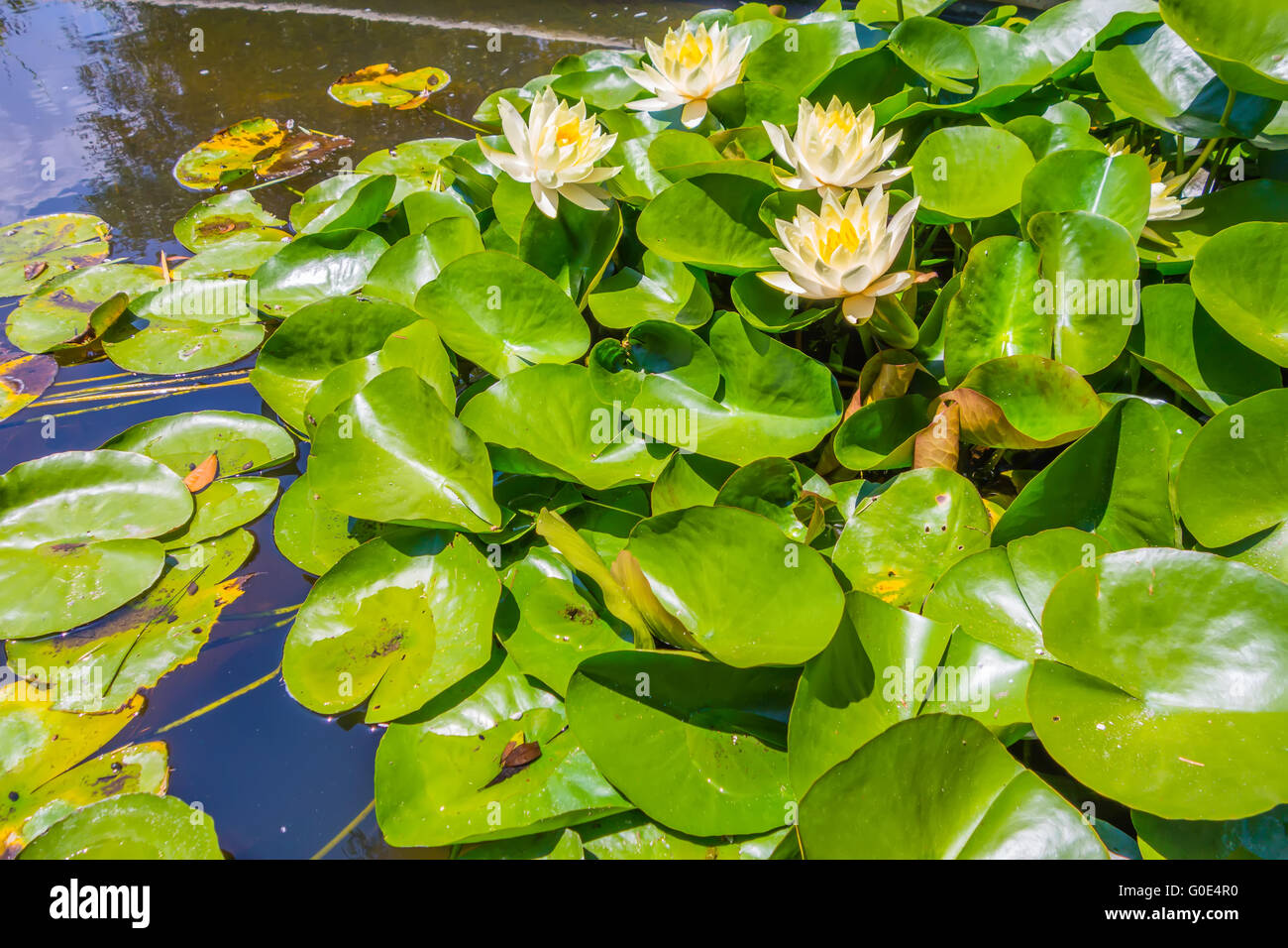 Water lily in pool of water Stock Photo - Alamy