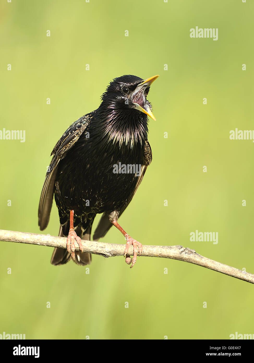 Star Bird High Resolution Stock Photography and Images - Alamy