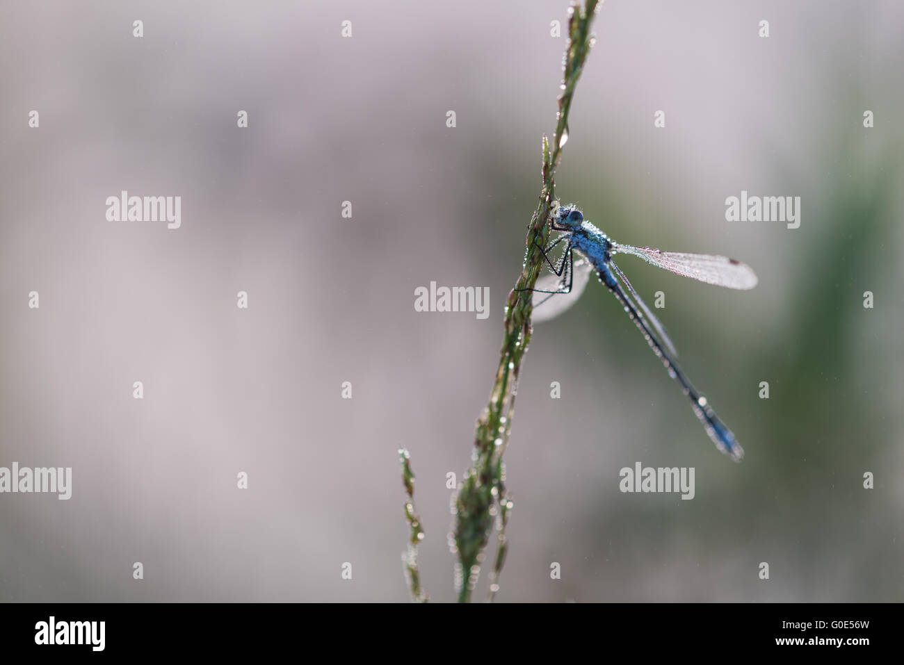Dragonfly in a German marsh Stock Photo - Alamy