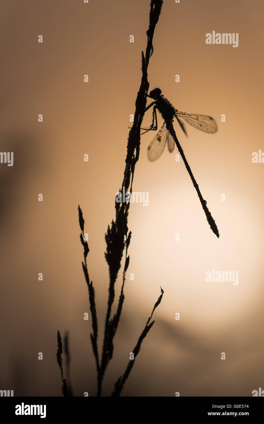 Dragonfly in a German marsh Stock Photo - Alamy