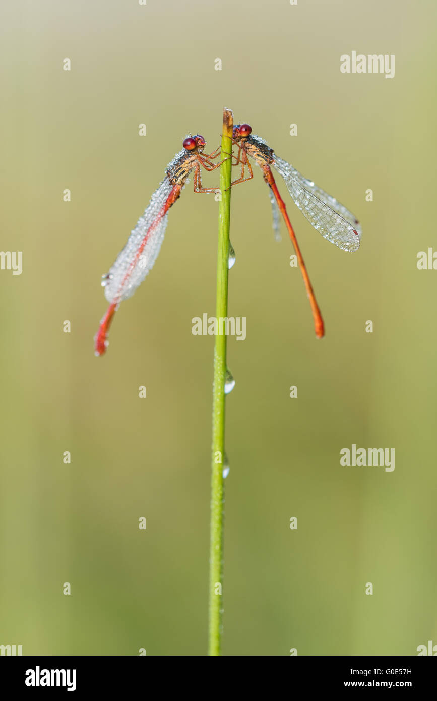 Dragonflys in a German marsh Stock Photo - Alamy