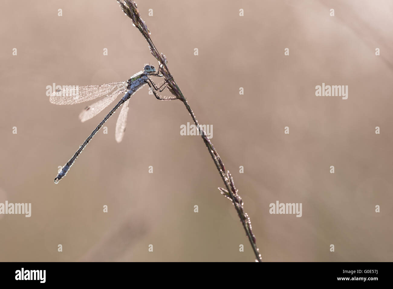 Dragonfly in a German marsh Stock Photo - Alamy