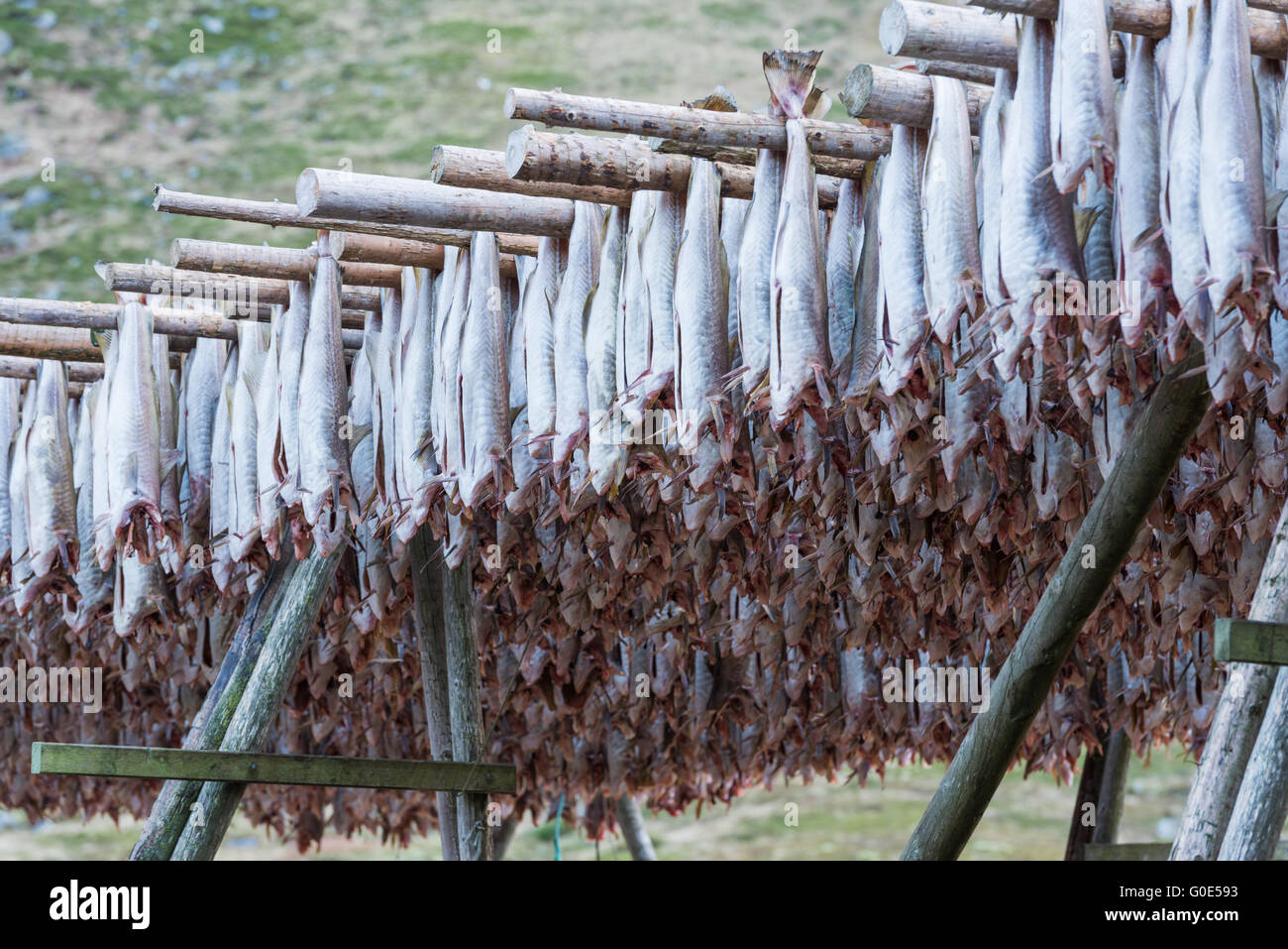 Lofoten dorsch hi-res stock photography and images - Alamy