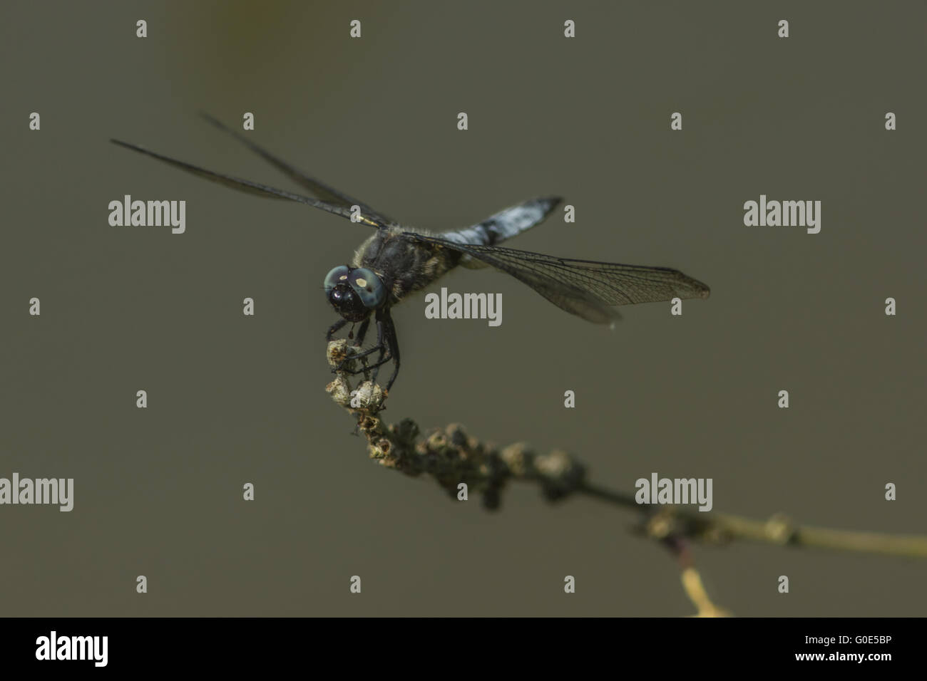 Blue chaser (libellula fulva Stock Photo - Alamy