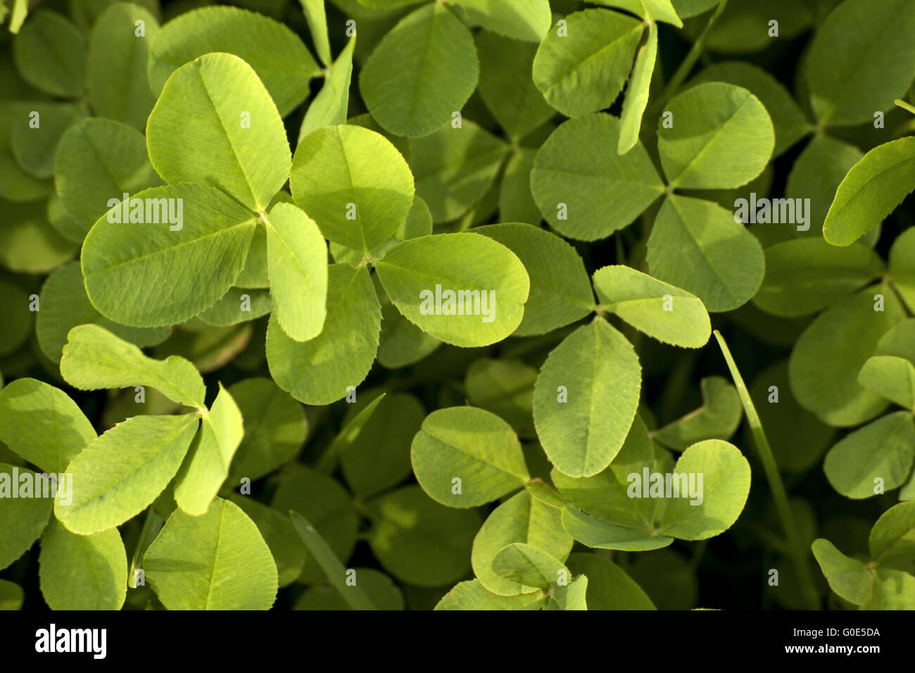 Cloverleaf icon hi-res stock photography and images - Alamy
