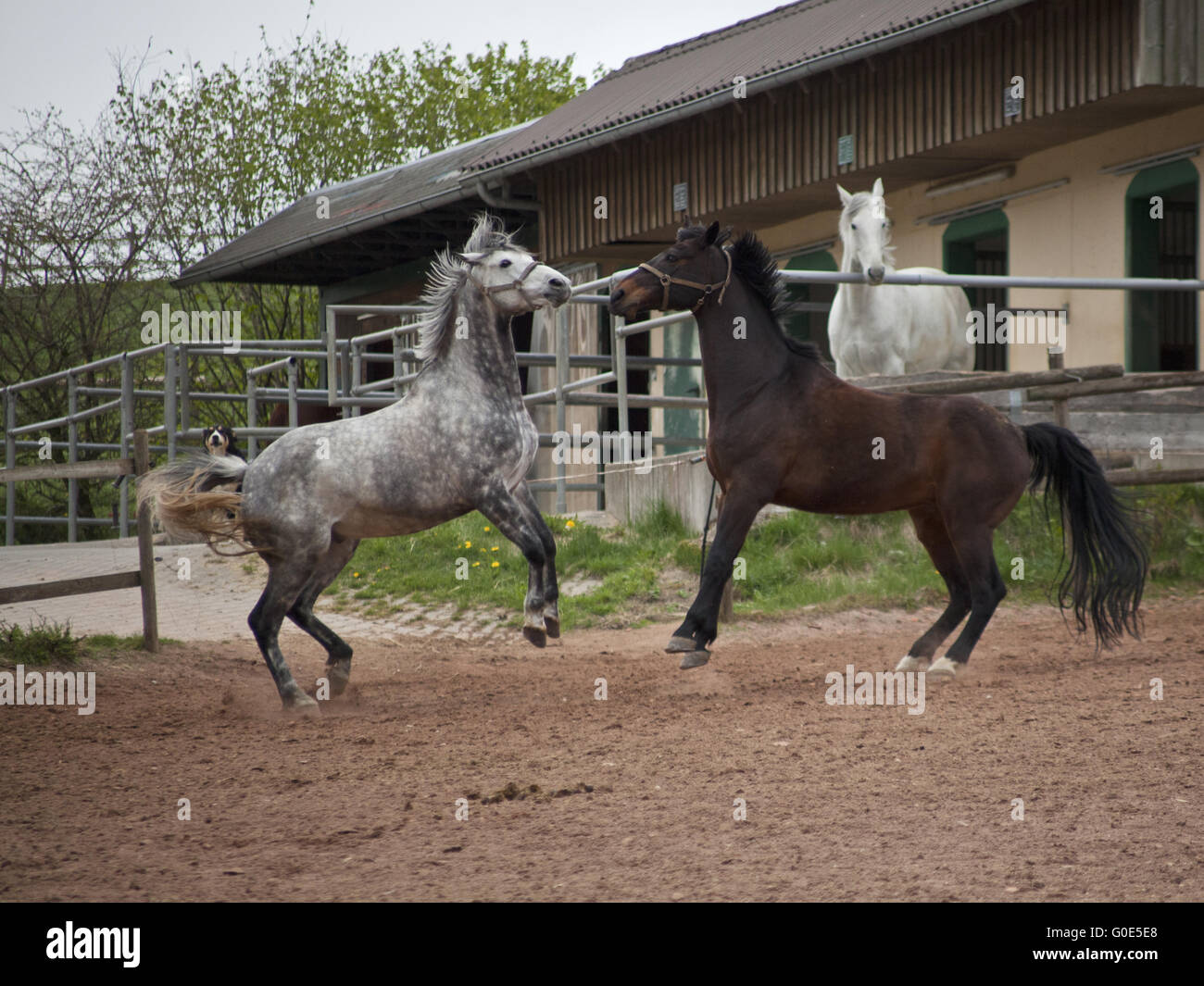 Rearing horses hi-res stock photography and images - Alamy