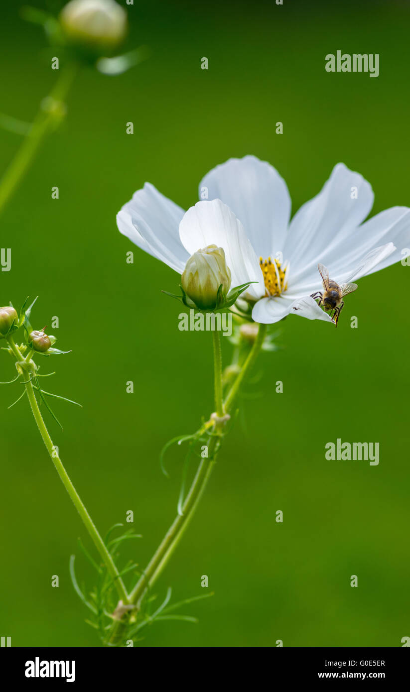 Summer season gardening hi-res stock photography and images - Alamy