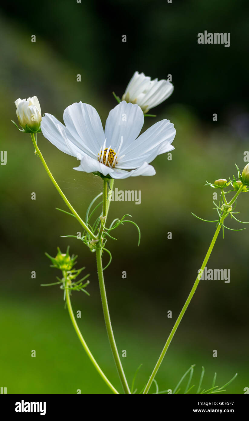 Simple flower stems hi-res stock photography and images - Alamy
