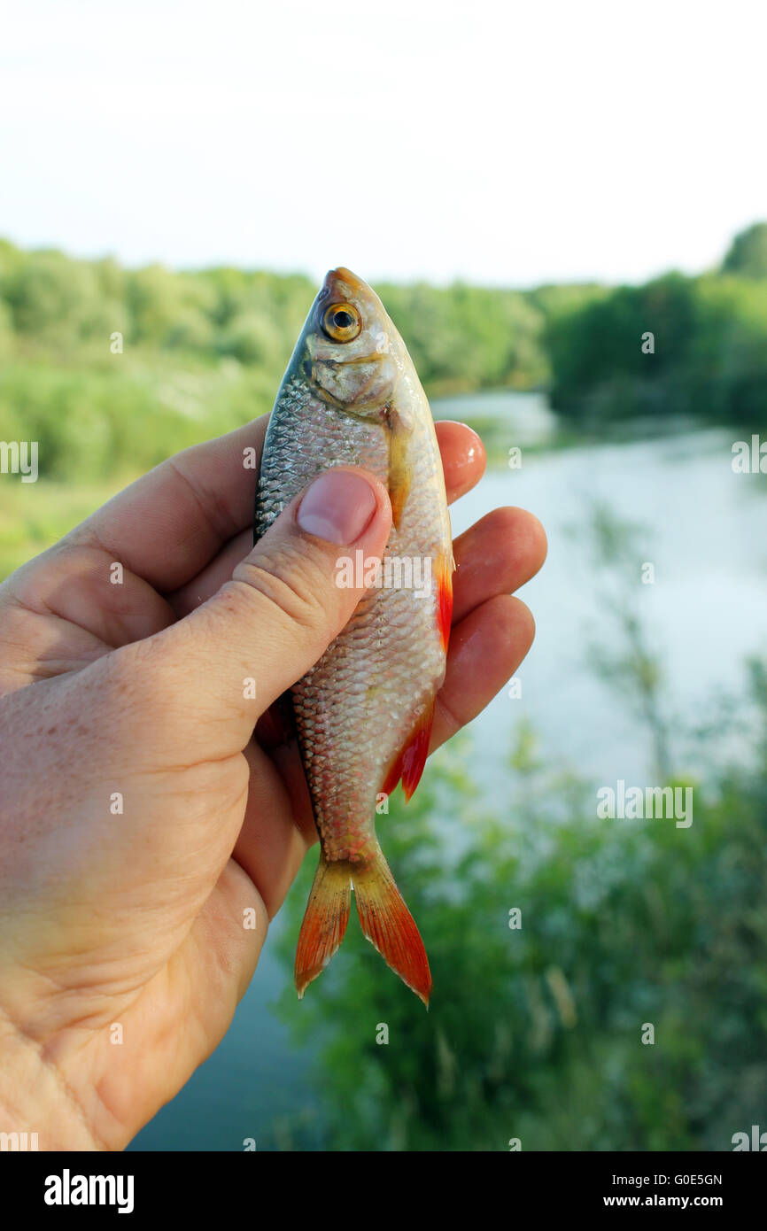 Beautiful rudd in the hand caught in the fishing Stock Photo - Alamy